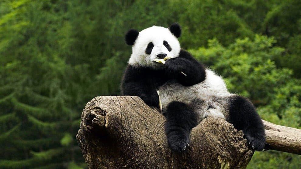 LES PANDAS DÉBARQUENT AU VIEUX-PORT DE MONTRÉAL EN IMAX 3D | Vieux Port ...