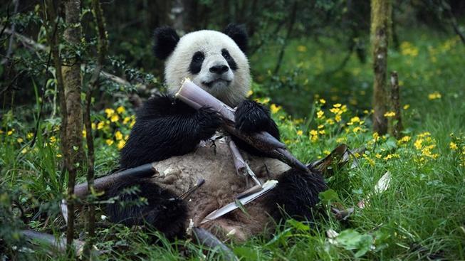 LES PANDAS DÉBARQUENT AU VIEUX-PORT DE MONTRÉAL EN IMAX 3D | Vieux Port ...