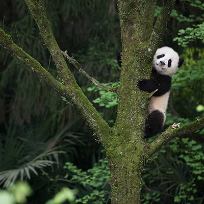LES PANDAS DÉBARQUENT AU VIEUX-PORT DE MONTRÉAL EN IMAX 3D | Vieux Port ...